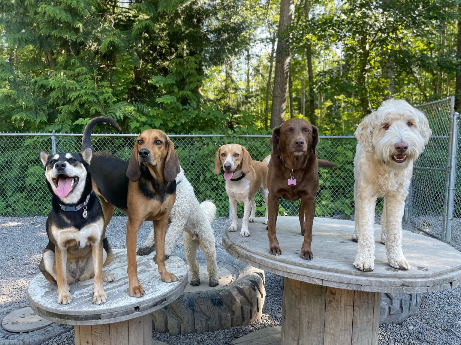 Dog Boarding in Bellingham WA | Puget Hound